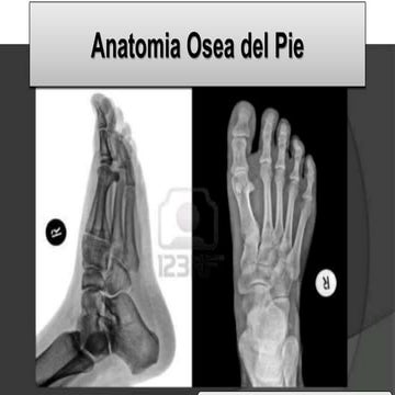 Anatomia osea del pie | PPTX
