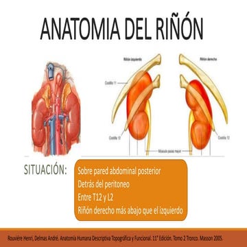 IRRIGACIÓN DEL RIÑON | PPTX