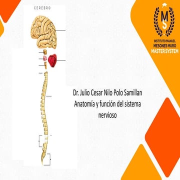 anatomia_del_snc-definiciones-conceptos-pdf | PDF