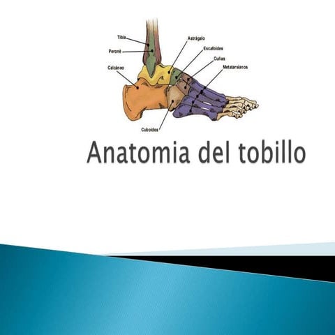 Anatomia del tobillo | PPTX