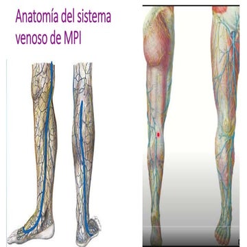 Anatomía De La Vena Safena Mayor