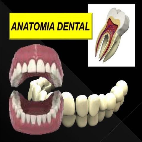 Tipos de dientes | PDF