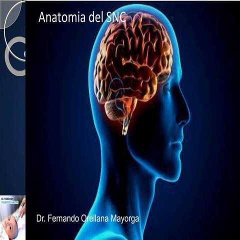 Anatomia de SNC.pptx