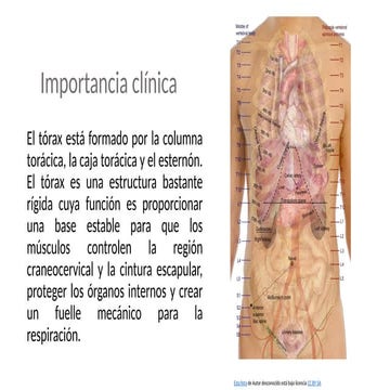 Torax | PPTX