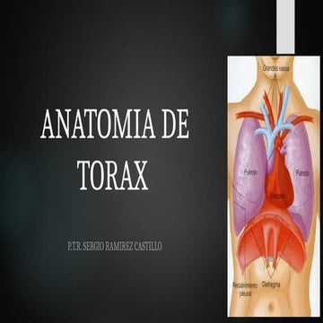 Torax - Anatomía de tórax | PPTX