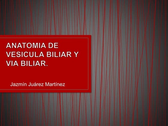 Charla cirugia: Anatomía: Irrigación y drenaje de Colon y Recto | PPT