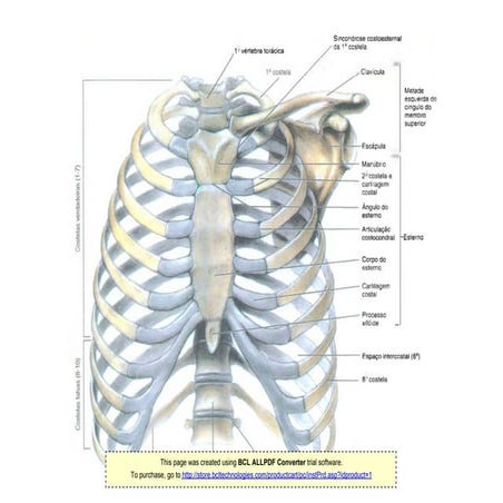Anatomia do torax (1) | PDF