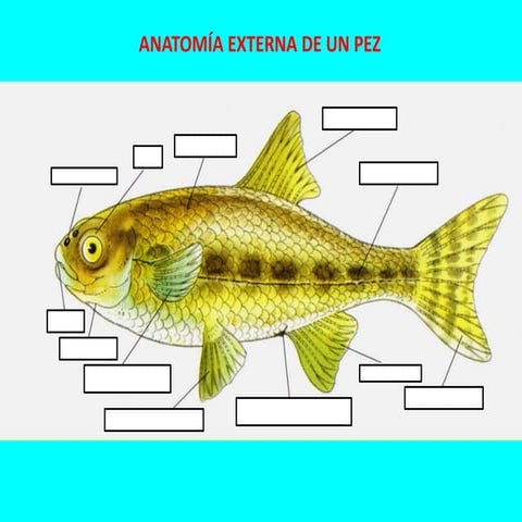 Anatomía Externa De Los Peces Peces, Anfibios Y Reptiles. Ciencias