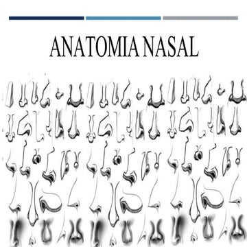 Anatomía Fosas Nasales_f11973eff3e1d7a4fab8d8e2086562cf.pptx