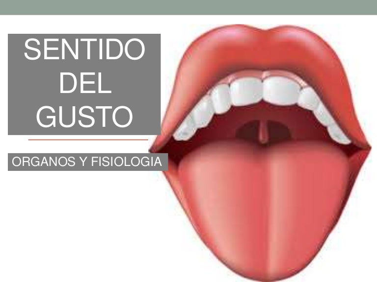 Sentido Del Gusto Organos De Los Sentidos Manualidade - vrogue.co Sentido Del Gusto Organos De Los Sentidos Manualidade - vrogue.co