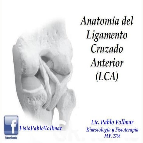 anatomia ligamento cruzado anterior lca.PDF
