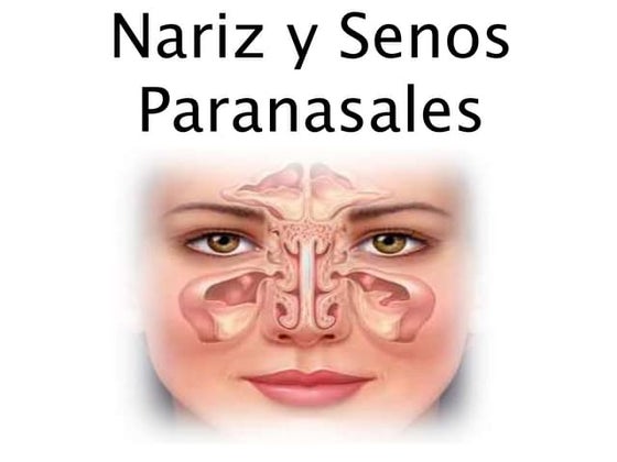 Anatomía Del Seno Nasal Nariz Y Senos Paranasales Anatomia | PPT