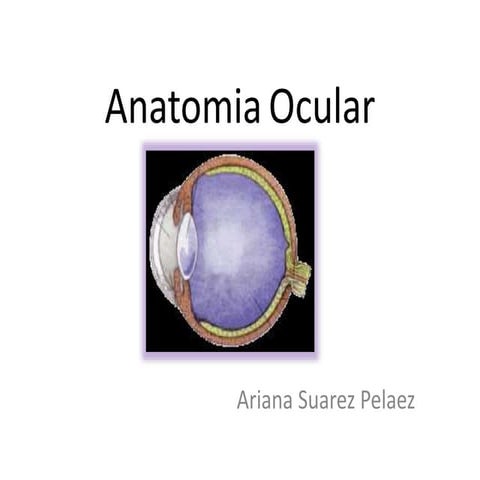 Anatomia ocular | PPTX