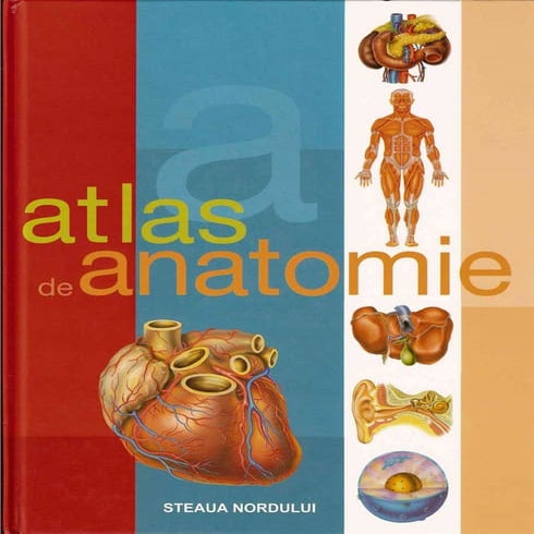 Anatomia omului | PDF