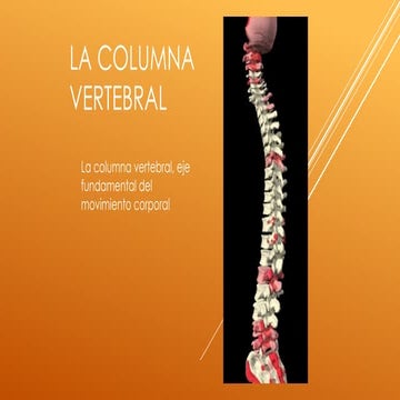 Movimientos de la columna vertebral | PPTX
