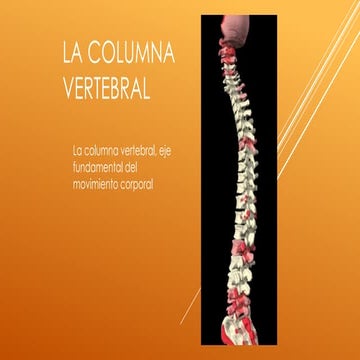 Movimientos de la columna vertebral | PPTX