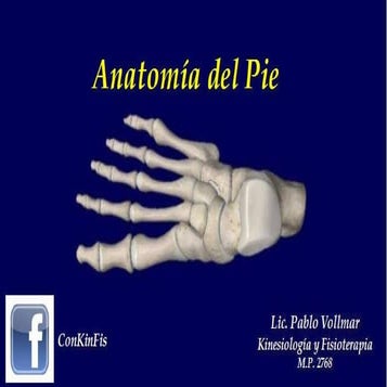 Anatomia del Pie | PDF