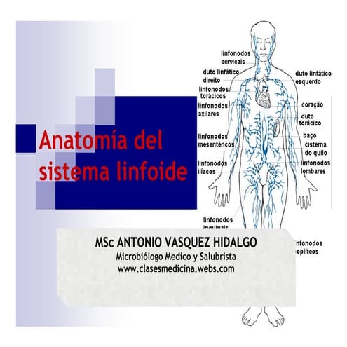 Anatomia sistema linfoide | PDF