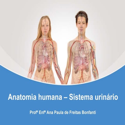 anatomia sistema renal.pptx