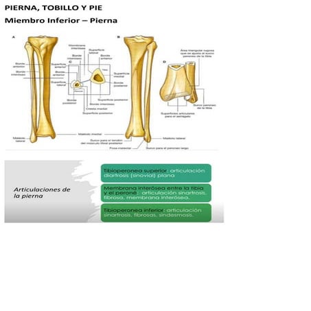 ANATOMIA UNID. 12 Pierna, tobillo y pie.docx