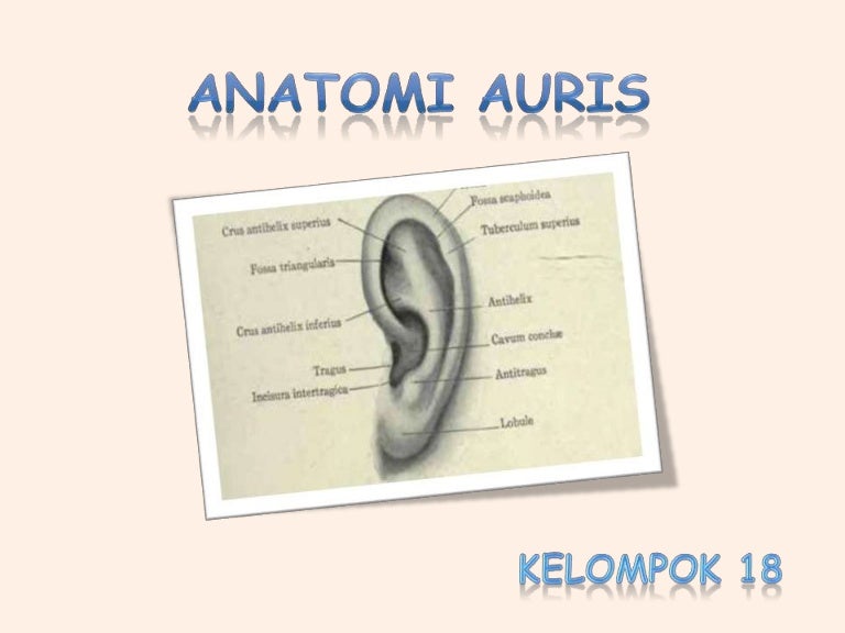 Anatomi auris