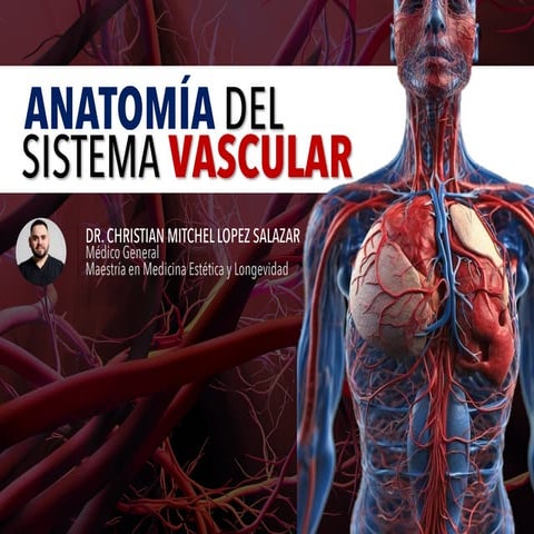 ANATOMÍA DEL SISTEMA VASCULAR ANATOMIAA | PDF