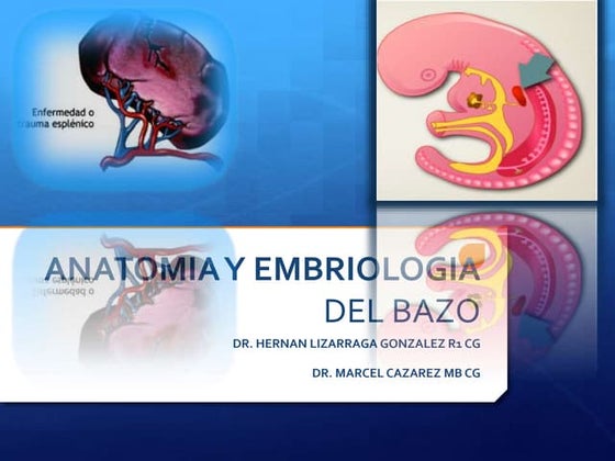 Anatomia del bazo | PPT