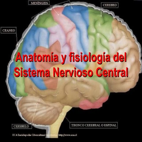 Anatomia y fisio del snc | PPT