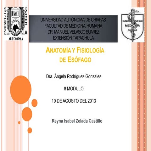 Descripción del esófago. Relaciones, irrigación, | PDF