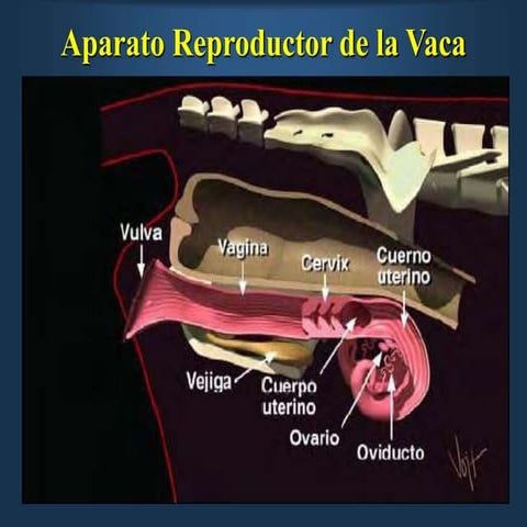 Anatomía y fisiología reproductiva de la vaca.pptx