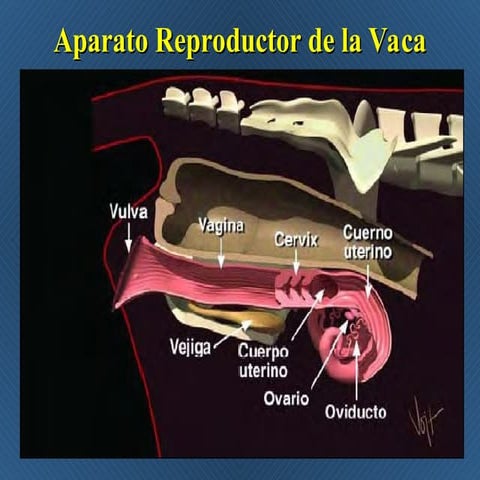Anatomía y fisiología reproductiva de la vaca.pptx