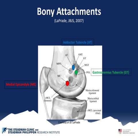 Anatomical Landmarks of the Knee | PPTX