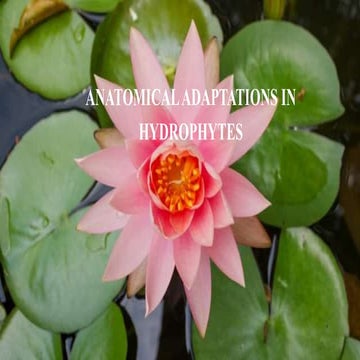 Xerophytes | PDF