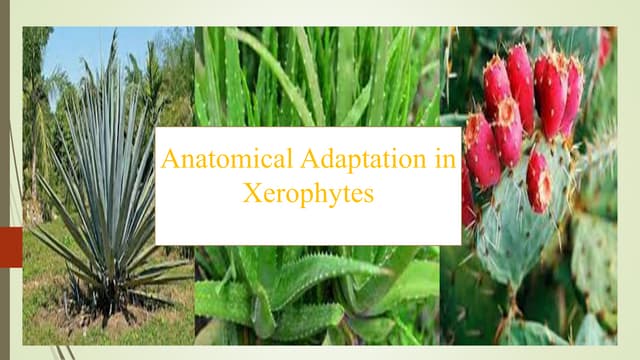 Xerophytes | PDF