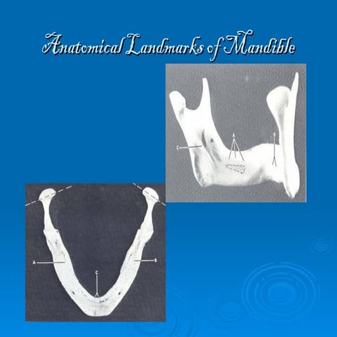 Anatomical Landmarks of Mandibular arches.ppt