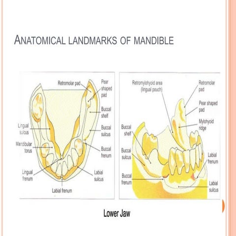 Intraoral Anatomical Landmarks