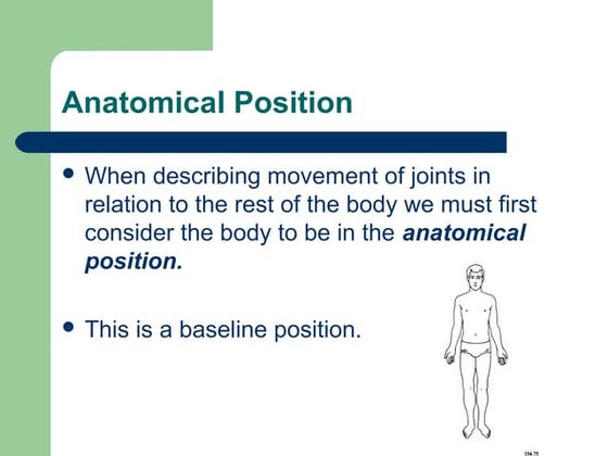 Anatomical position.ppt (1) | PPT | Death, Injury, or Military Conflict ...
