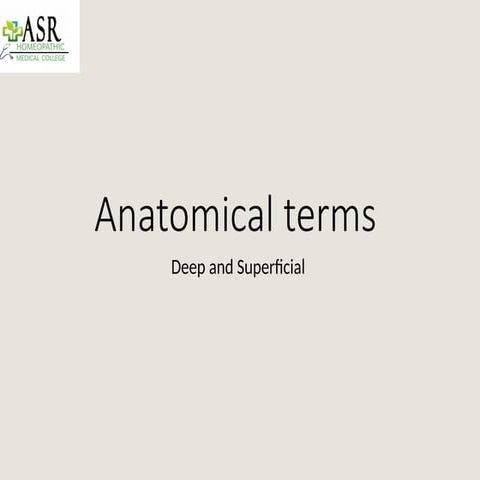 Anatomical terms - Deep and Superficial | PPTX
