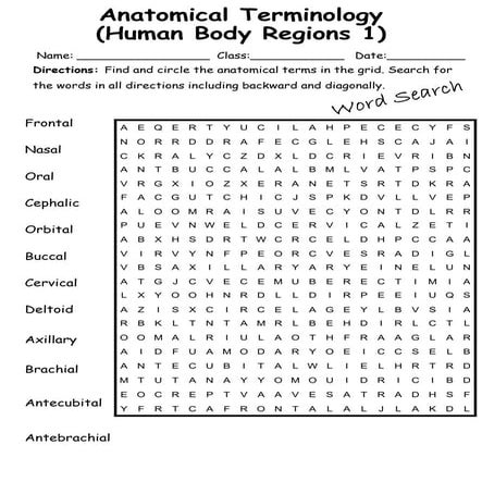 Anatomical Terminology (Human Body Regions 1).pdf