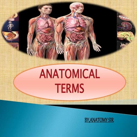 Anatomical terms for anatomy by ravi sir | PPTX