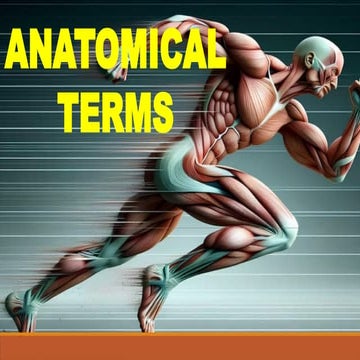 human movement 1 anatomical terms in Sports and Exercise | PPTX
