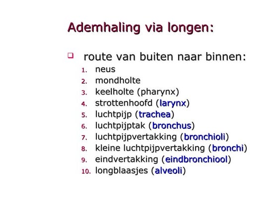 Ademhalingsstelsel: onderste luchtwegen en longen | PPT