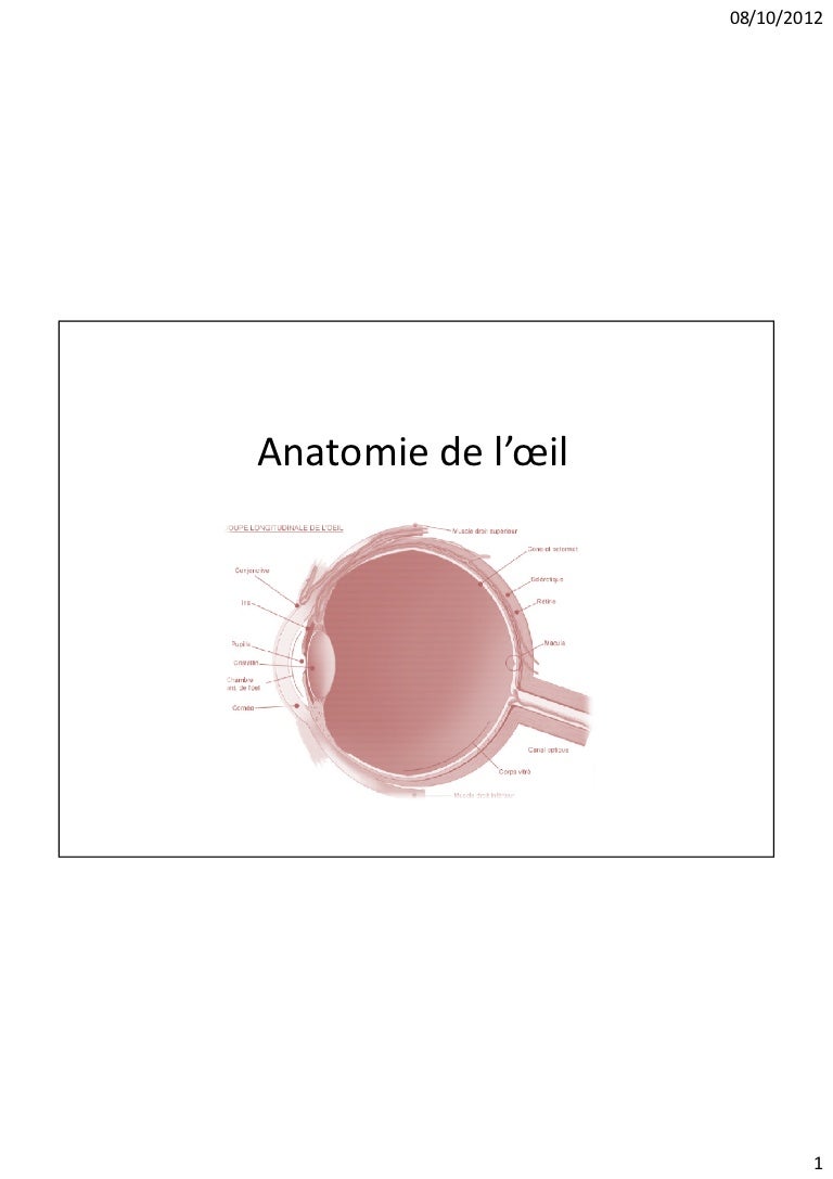 Anatomie de cornee