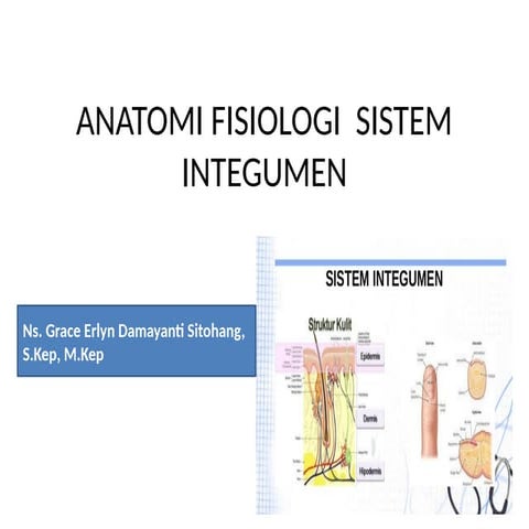 ANATOMI FISIOLOGI SISTEM INTEGUMEN ppt online | PPTX