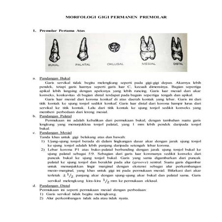 2. dental anatomi gigi permanen .. | PPT
