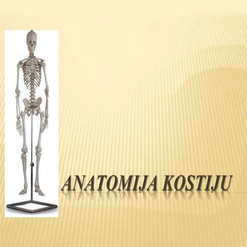 Anatomija kostiju Ivana Jelkic | PPTX