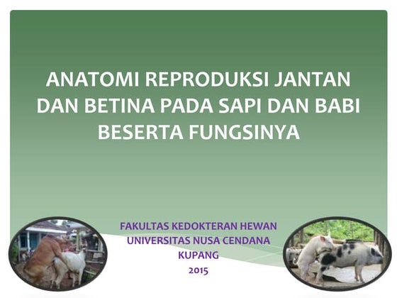 Anatomi organ reproduksi ternak jantan | DOCX