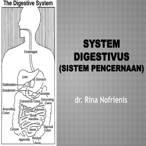 Anatomi Sistem Digestivus ( dr. Rina ).pptx