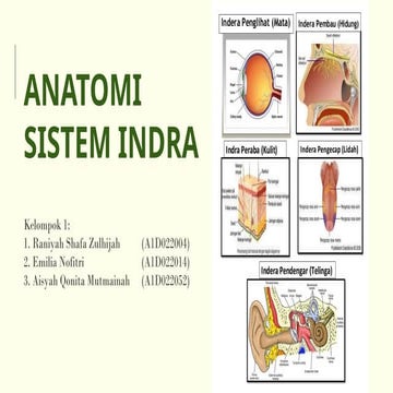 Anatomi Sistem Indera Manusia (Vertebrata) | PPTX