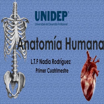 Anatomo fisiología en fisioterapia .pptx